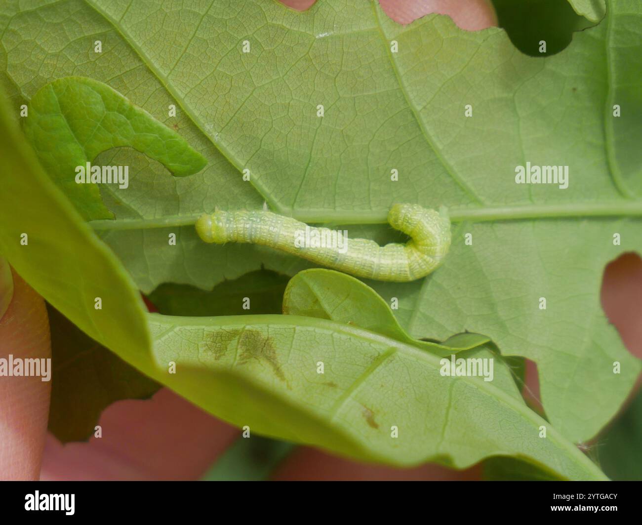 Geometer Moths (Geometridae Stock Photo - Alamy