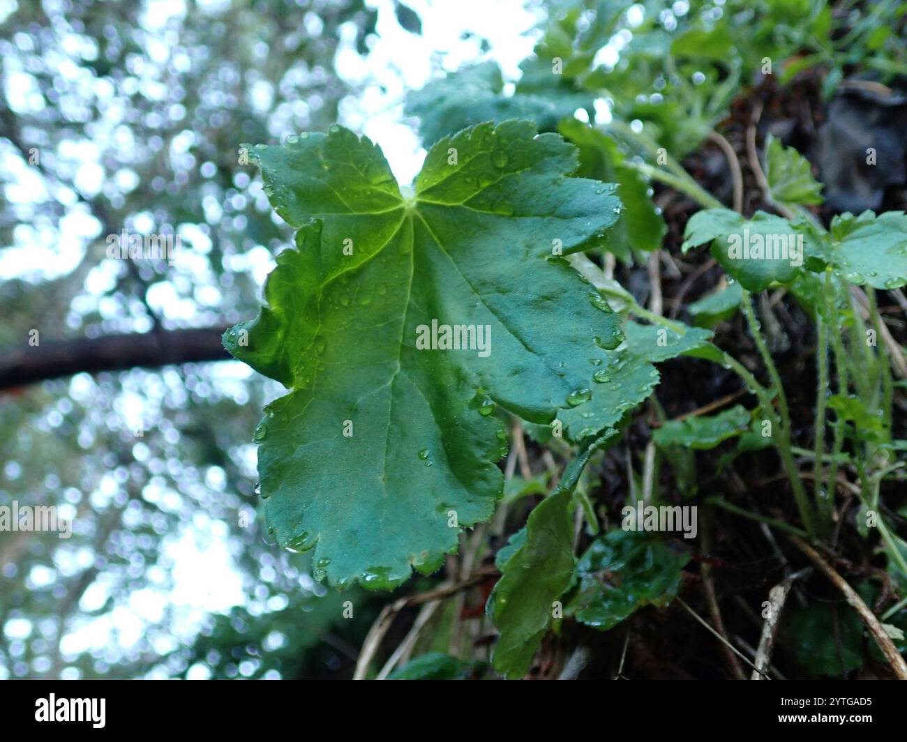 crevice alumroot (Heuchera micrantha Stock Photo - Alamy