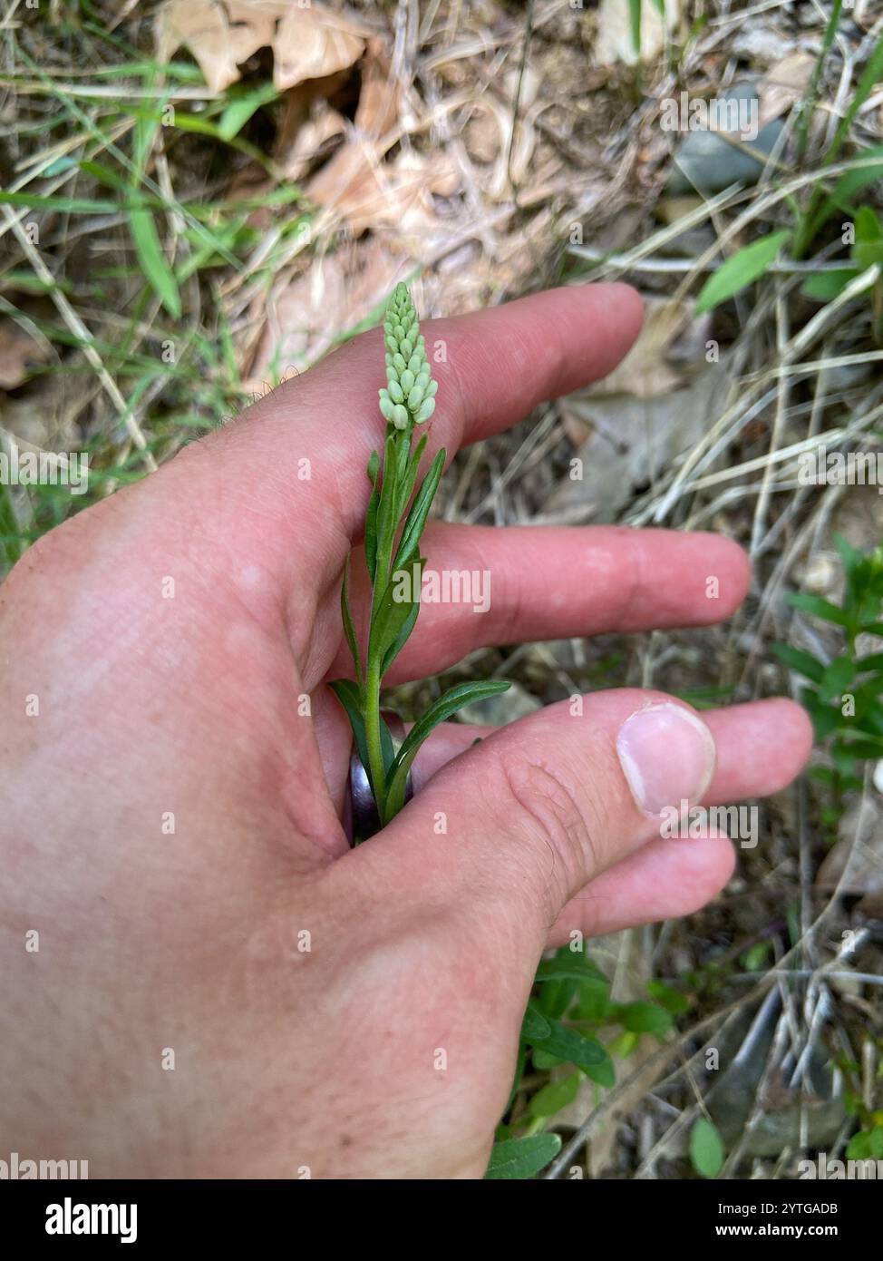 Seneca snakeroot (Senega officinalis Stock Photo - Alamy