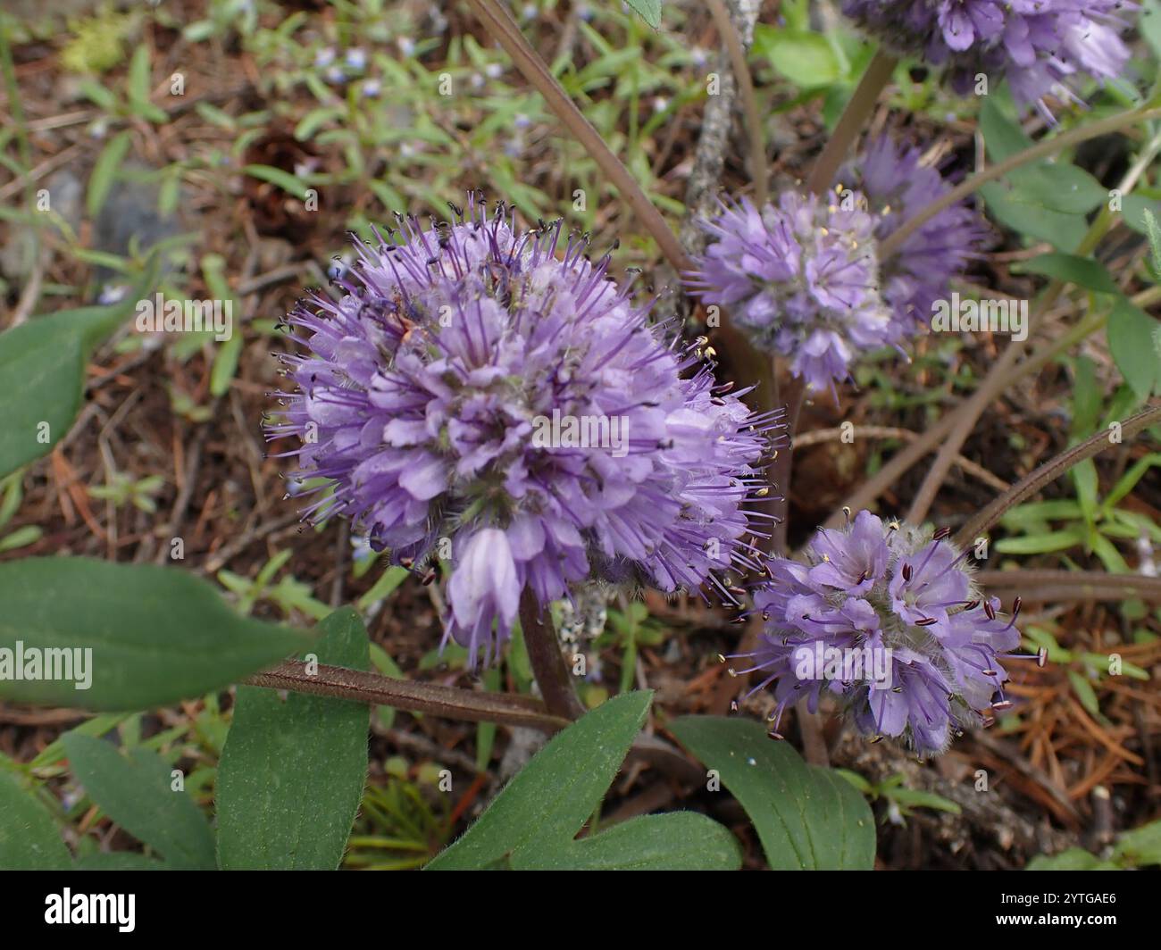 ballhead waterleaf (Hydrophyllum capitatum Stock Photo - Alamy