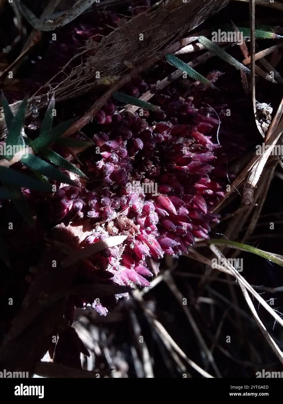 Mount Lofty Ground-berry (Acrotriche fasciculiflora Stock Photo - Alamy