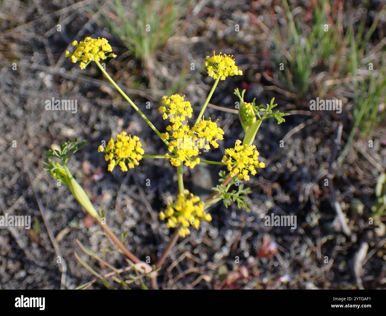 Wyeth Biscuitroot (Lomatium ambiguum Stock Photo - Alamy