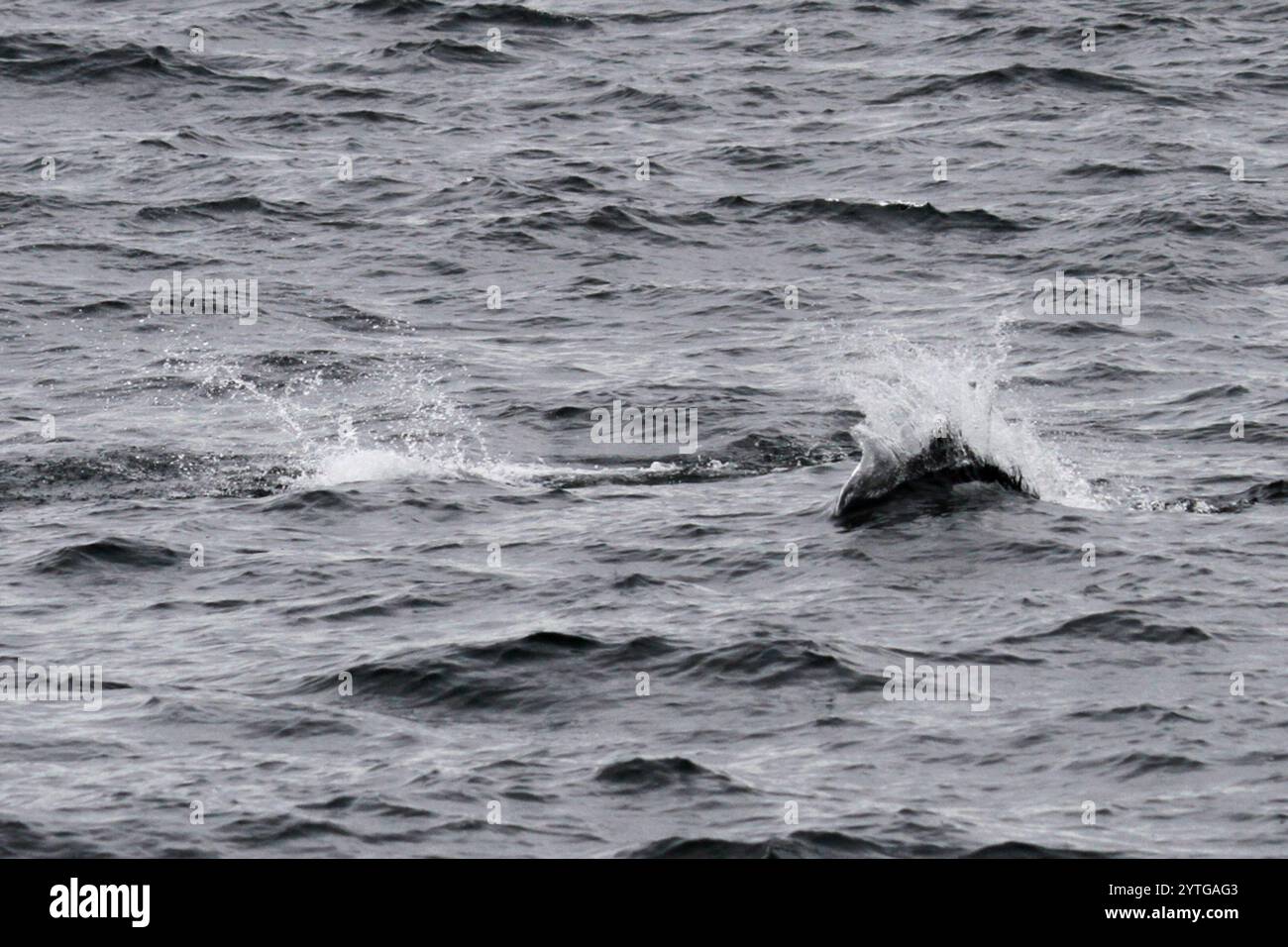Dall's Porpoise (Phocoenoides dalli Stock Photo - Alamy