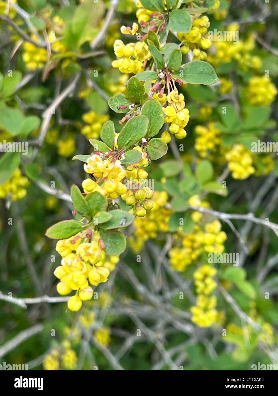 European barberry (Berberis vulgaris Stock Photo - Alamy