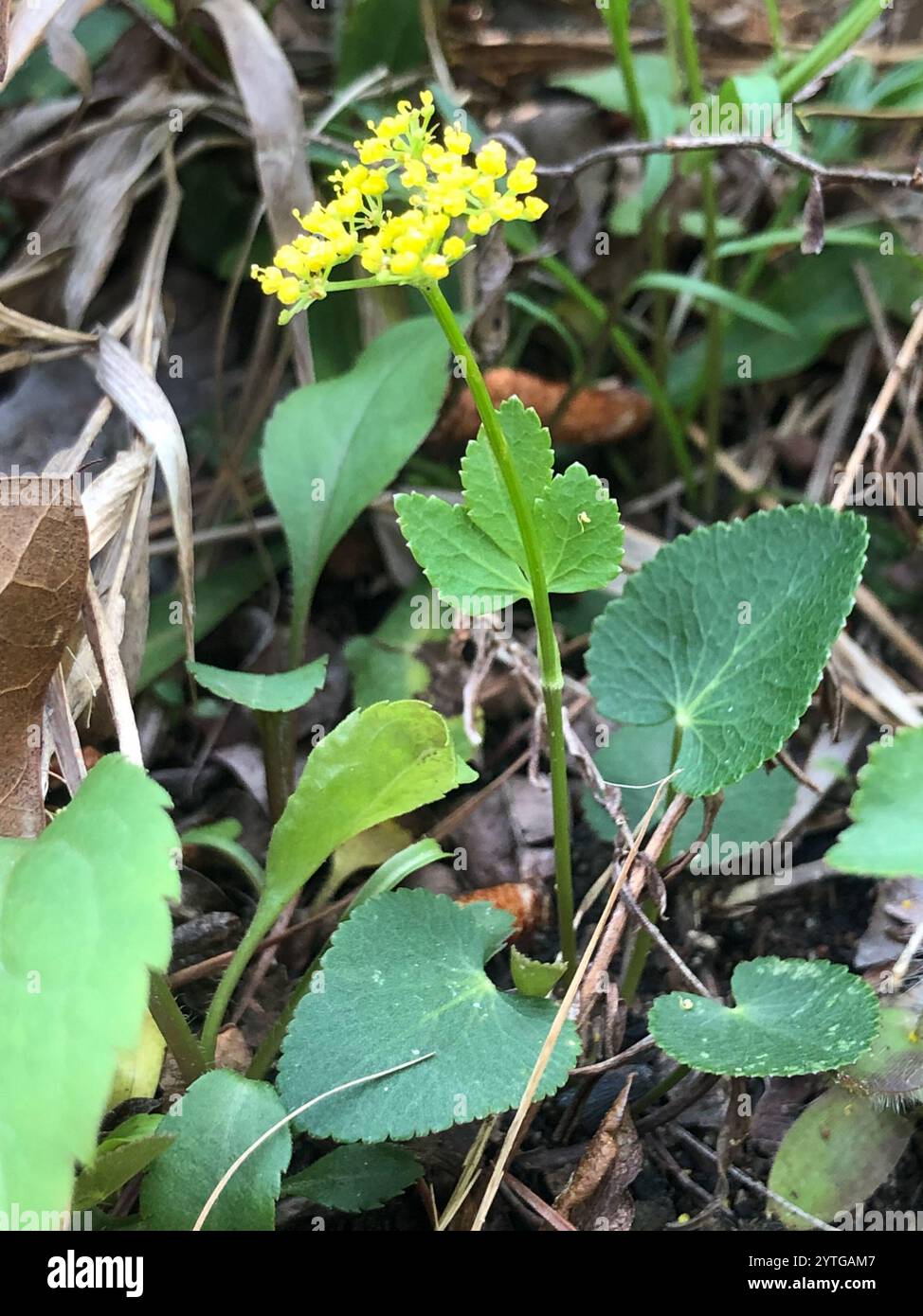 heart-leaf golden Alexanders (Zizia aptera Stock Photo - Alamy