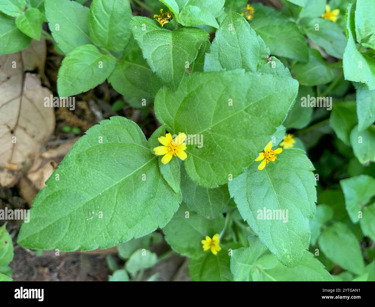 straggler daisy (Calyptocarpus vialis Stock Photo - Alamy