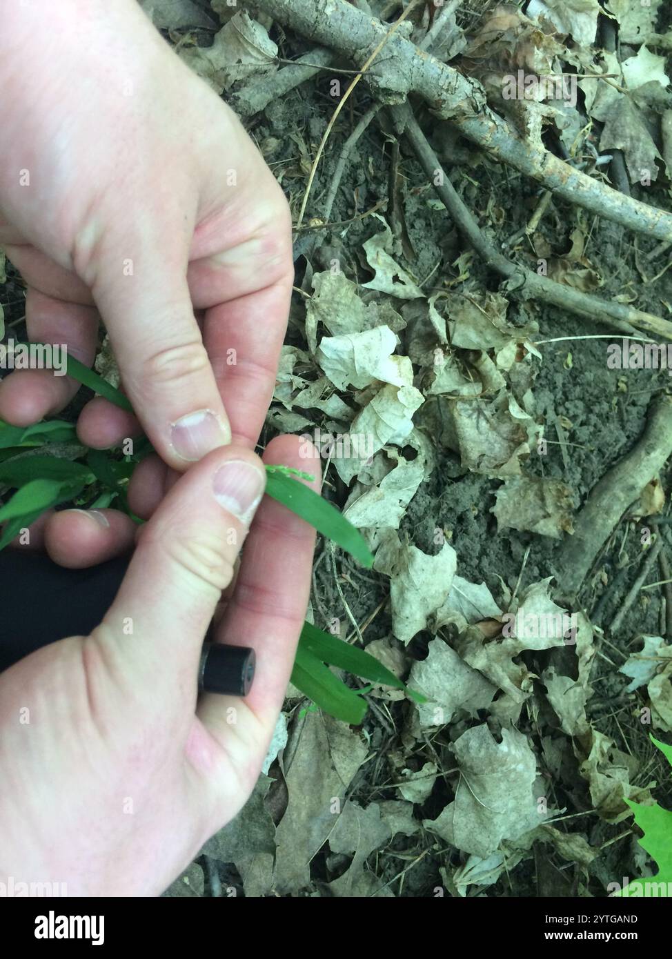 White Bear Sedge (Carex albursina Stock Photo - Alamy
