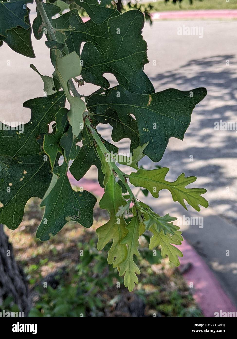 post oak (Quercus stellata Stock Photo - Alamy