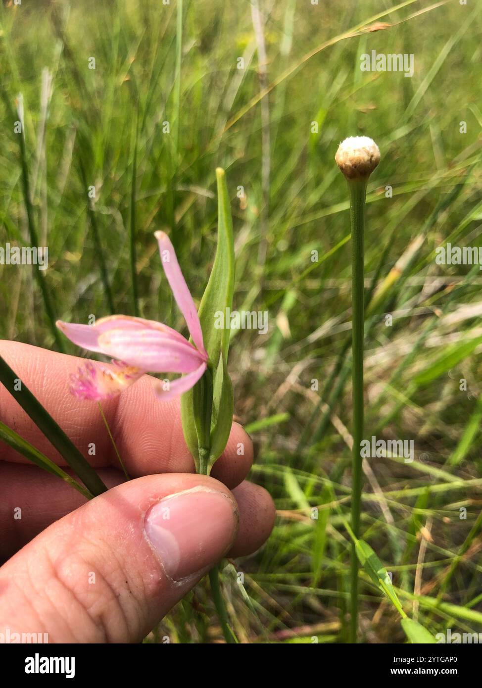 Rose Pogonia (Pogonia ophioglossoides Stock Photo - Alamy