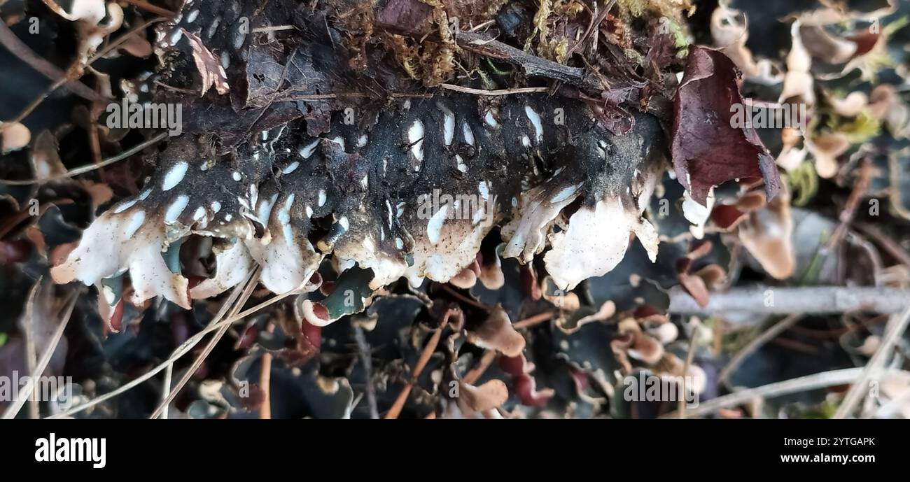 field dog lichen (Peltigera rufescens Stock Photo - Alamy