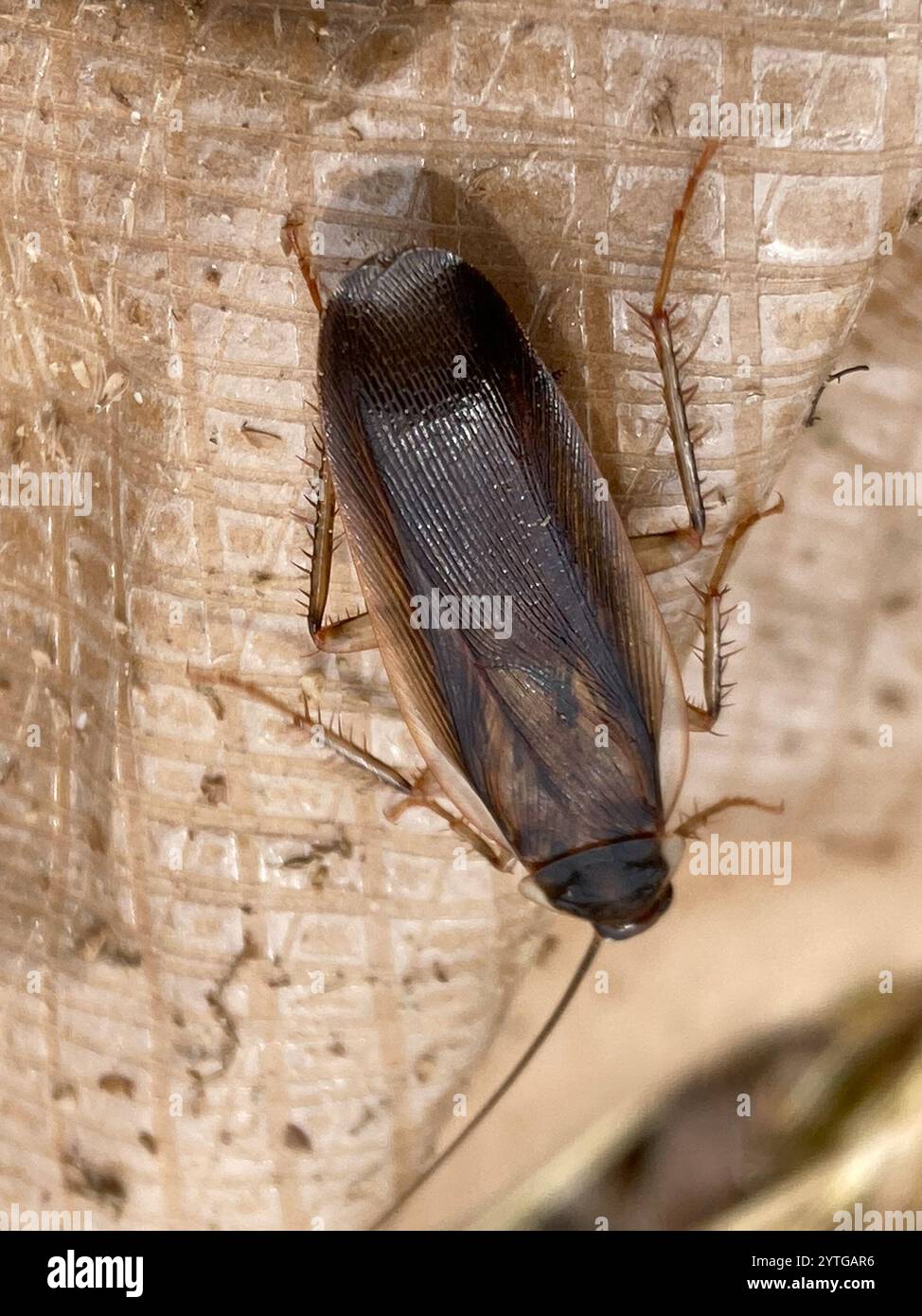 Pennsylvania Wood Cockroach (Parcoblatta pennsylvanica Stock Photo - Alamy