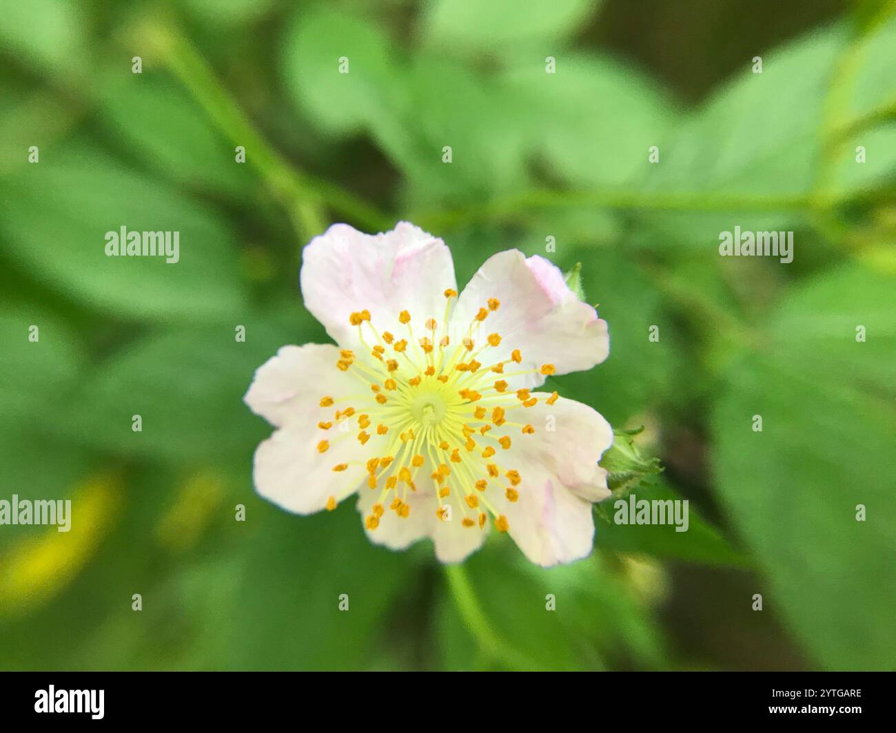 multiflora rose (Rosa multiflora Stock Photo - Alamy