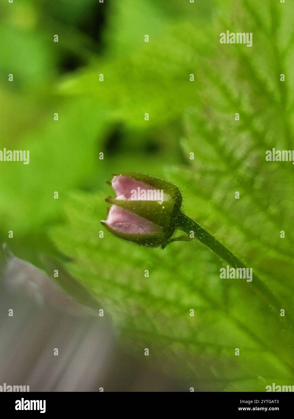 Arctic raspberry (Rubus arcticus Stock Photo - Alamy