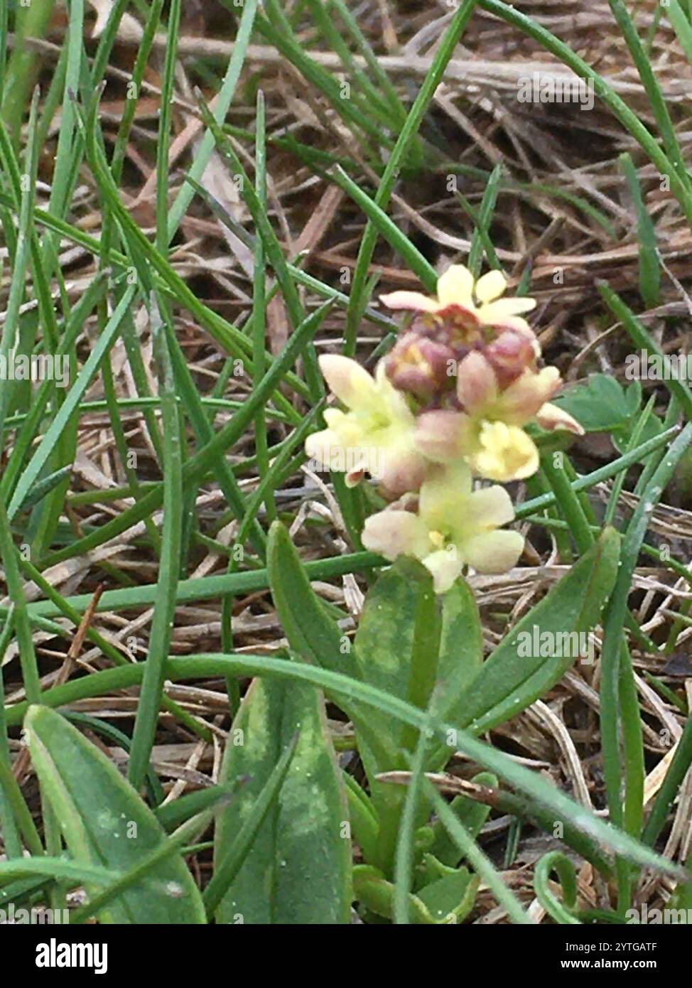 flowering plants (Angiospermae Stock Photo - Alamy
