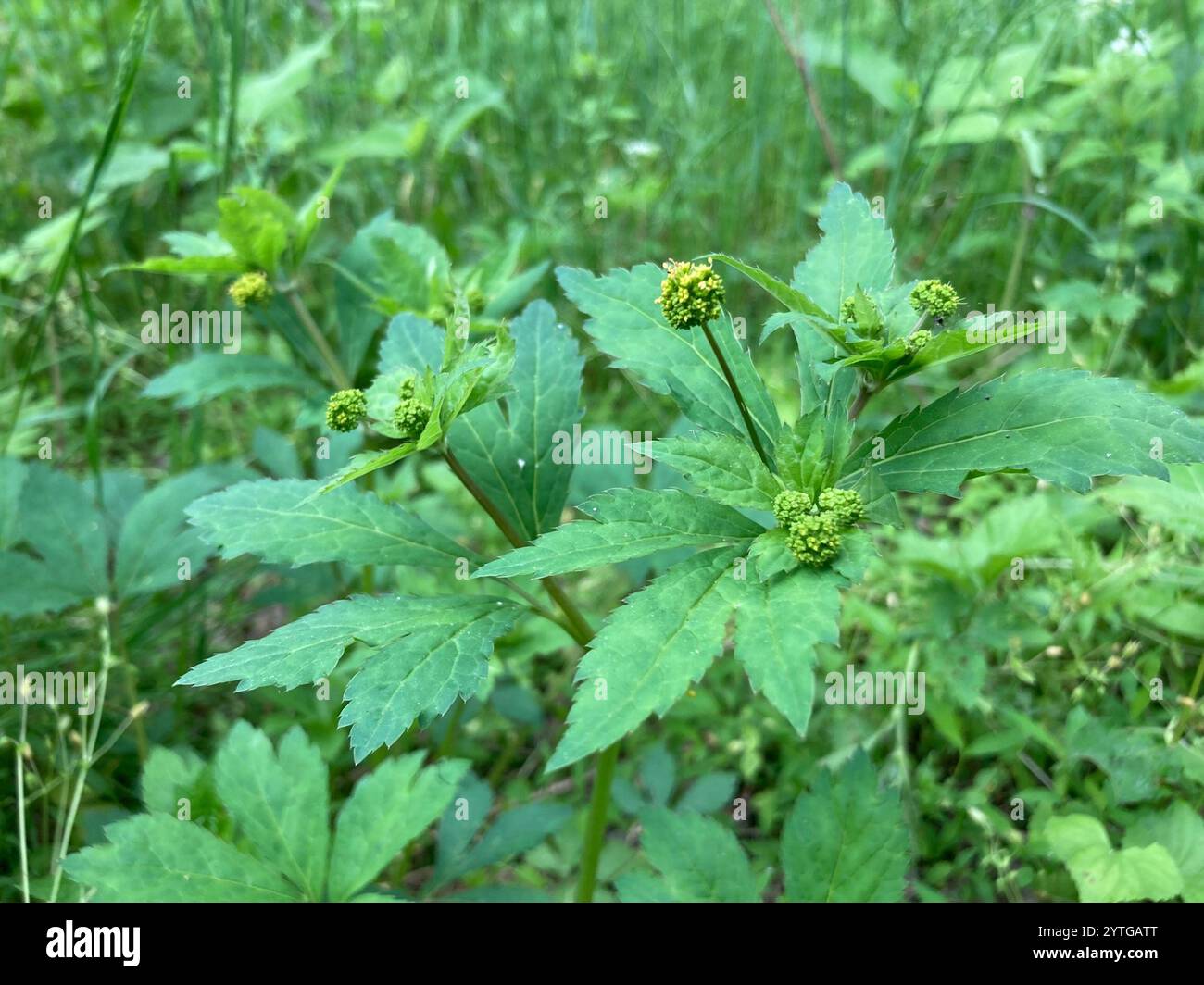 Clustered Sanicle (Sanicula odorata Stock Photo - Alamy