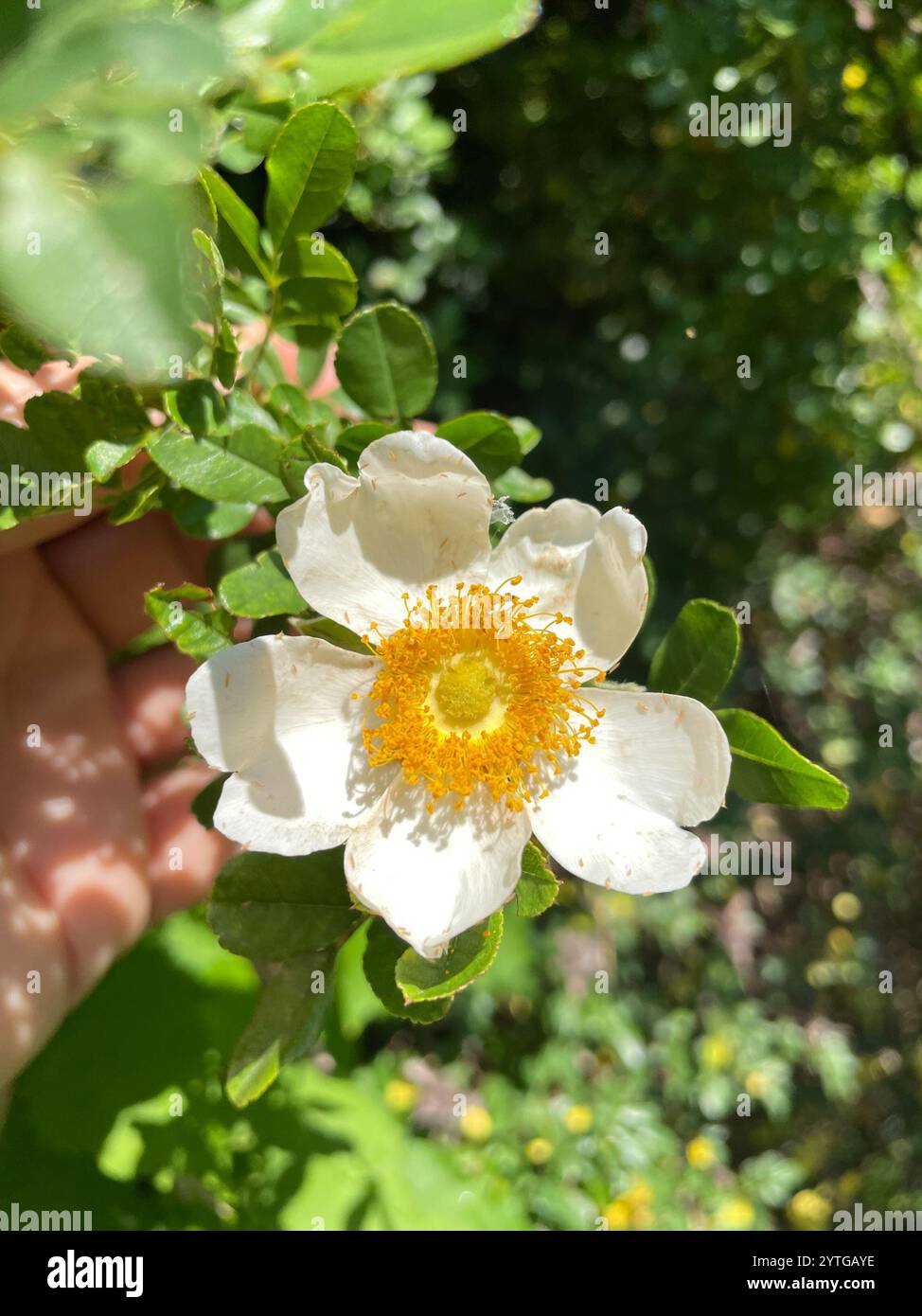 Rosa bracteata hi-res stock photography and images - Alamy