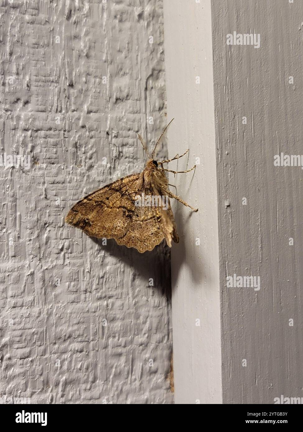 Signate melanolophia moth hi-res stock photography and images - Alamy