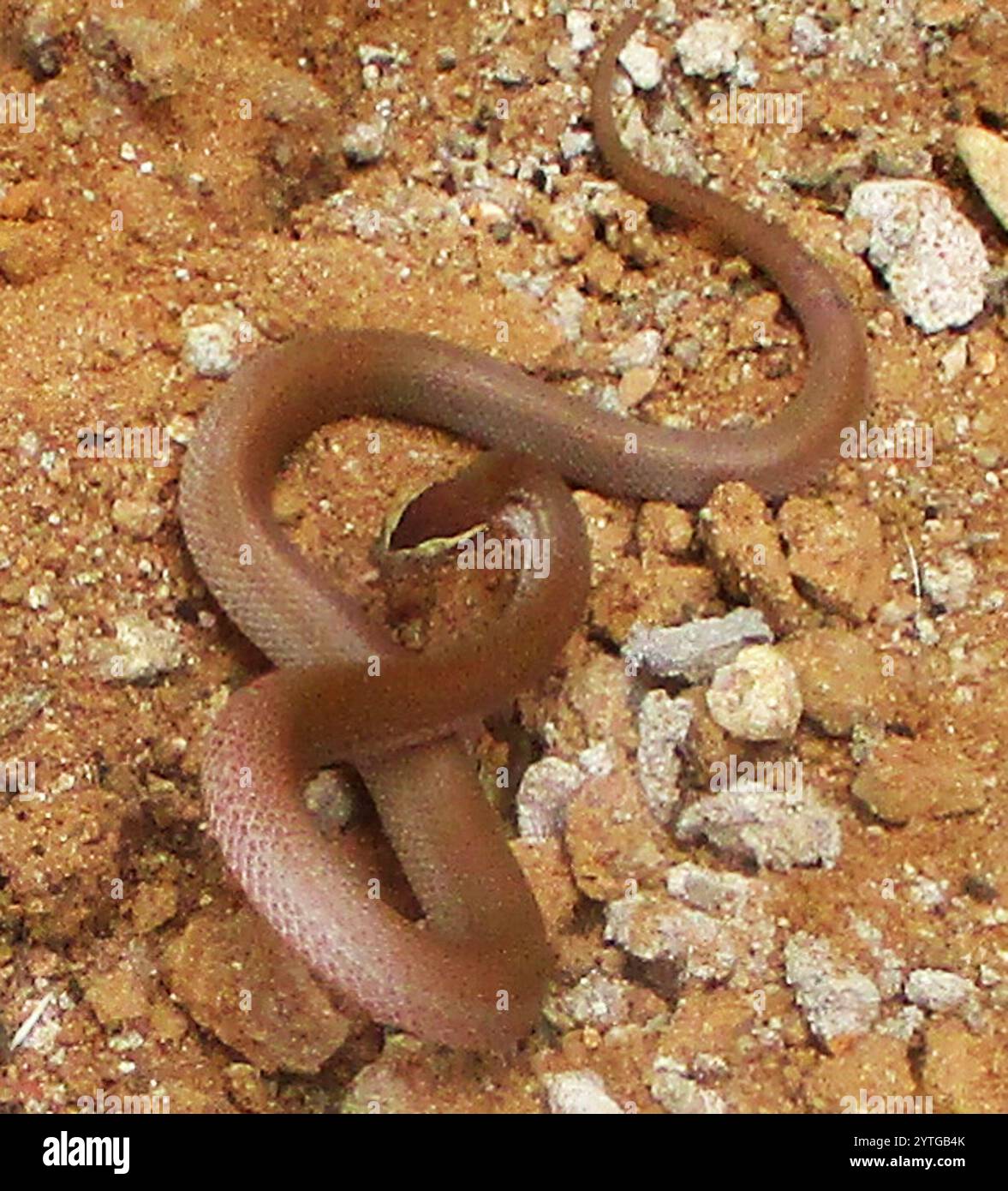 Cape House Snake (Boaedon capensis Stock Photo - Alamy