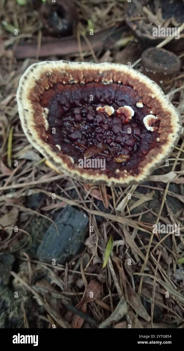 red-staining stalked polypore (Sanguinoderma rude Stock Photo - Alamy