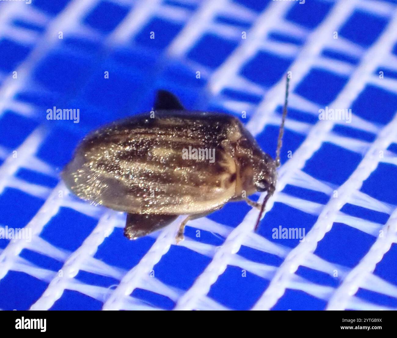 Scirtidae hi-res stock photography and images - Alamy