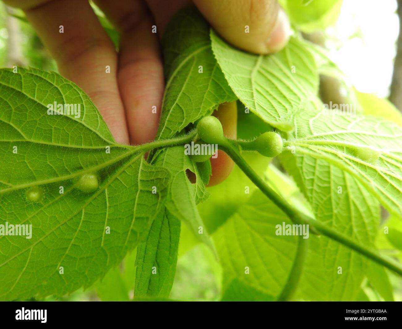 Hackberry Popout Gall Midge (Celticecis expulsa Stock Photo - Alamy