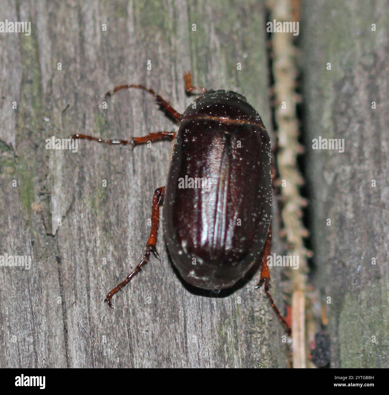 May Beetles (Phyllophaga Stock Photo - Alamy