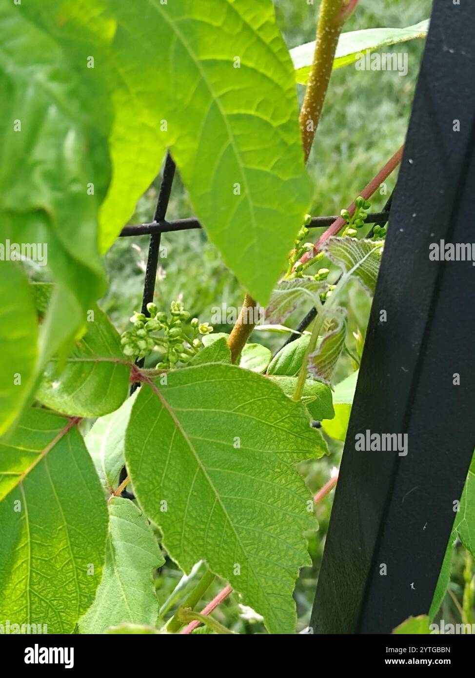 eastern poison ivy (Toxicodendron radicans Stock Photo - Alamy