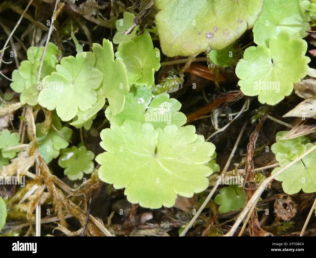 Hydrocotyle americana hi-res stock photography and images - Alamy