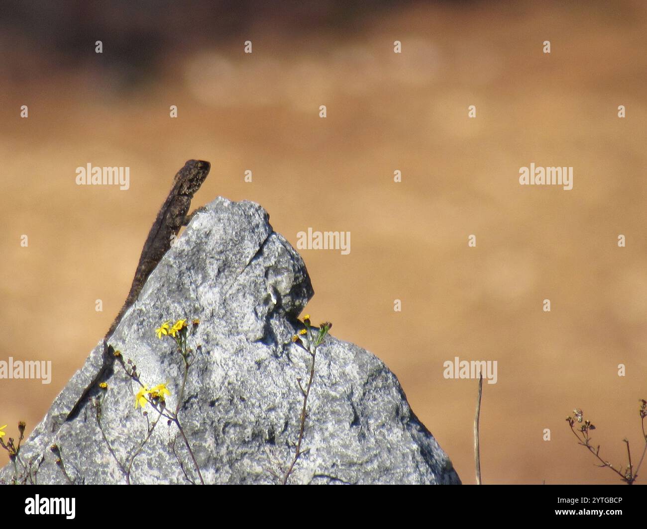 Western Cape Crag Lizard (Pseudocordylus microlepidotus microlepidotus ...