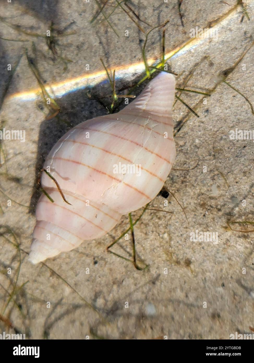 Eastern Banded Tulip (Cinctura hunteria Stock Photo - Alamy