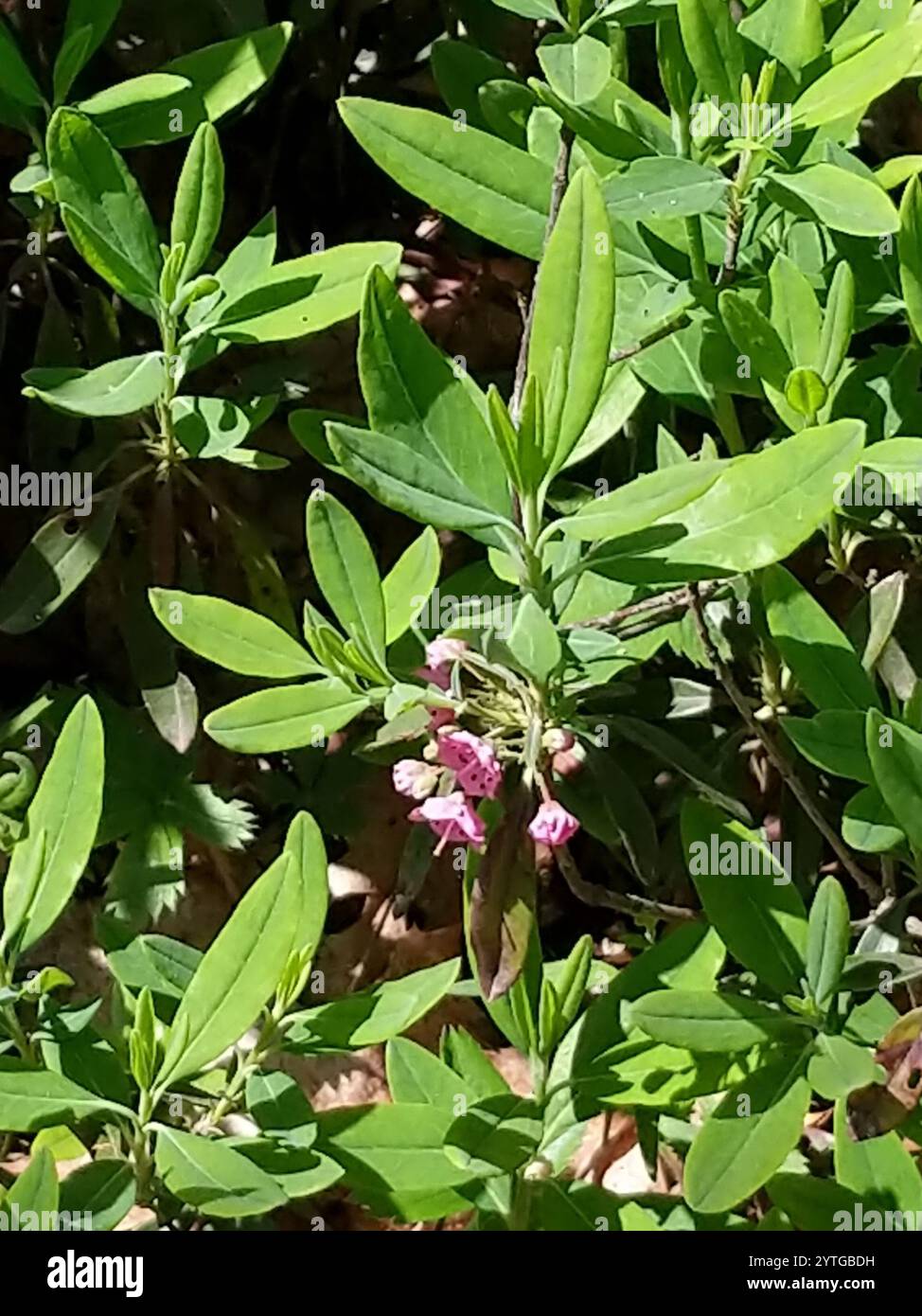 sheep laurel (Kalmia angustifolia Stock Photo - Alamy