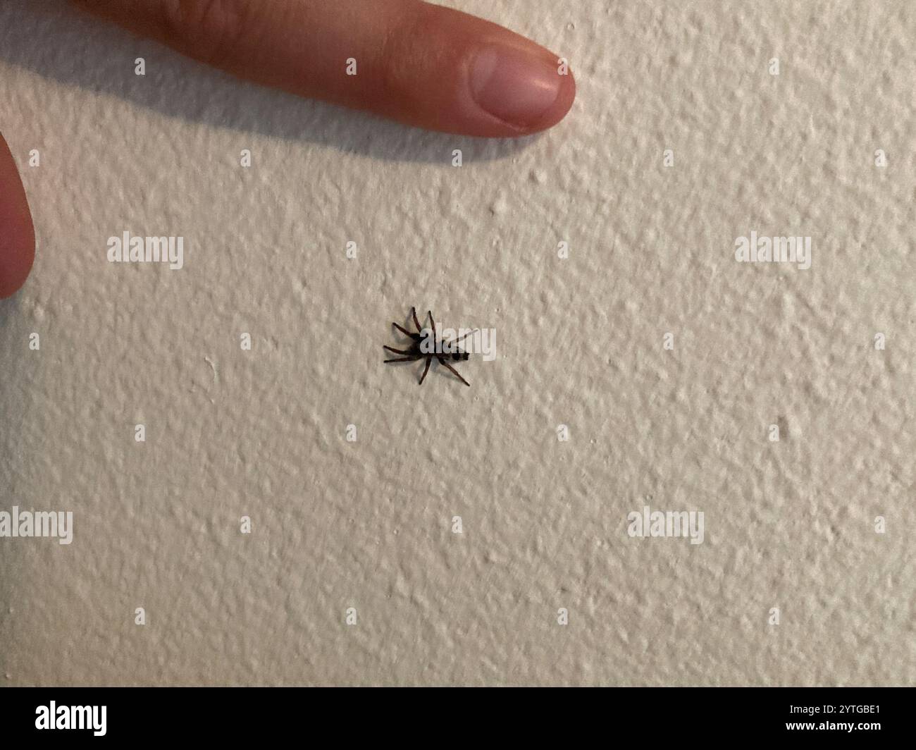 Common Patterned Ant-mimic Ground Spider (Sergiolus montanus Stock ...