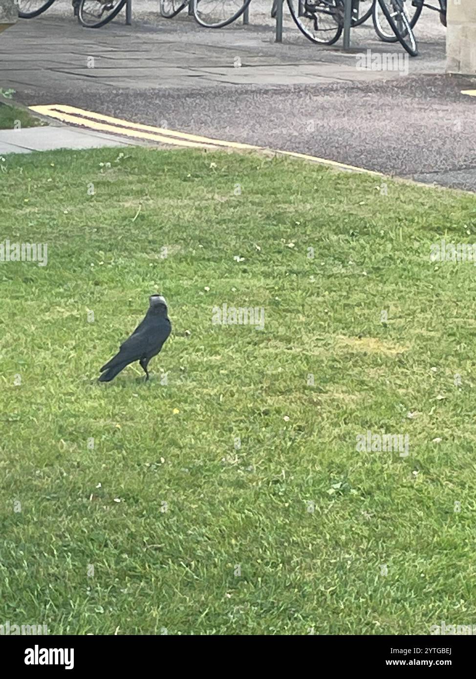 Eurasian Jackdaw (Coloeus monedula Stock Photo - Alamy