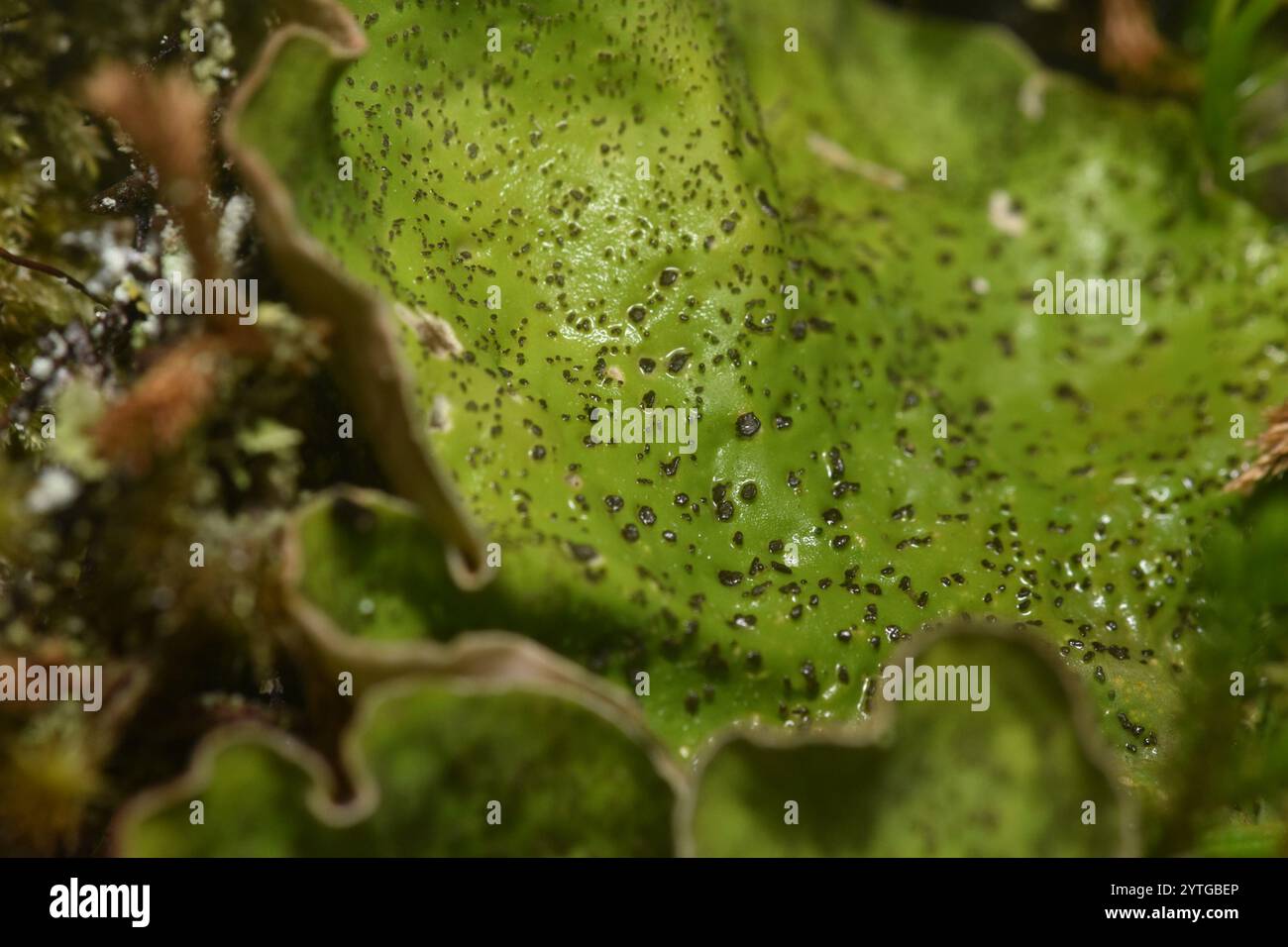 flaky freckle pelt lichen (Peltigera britannica Stock Photo - Alamy