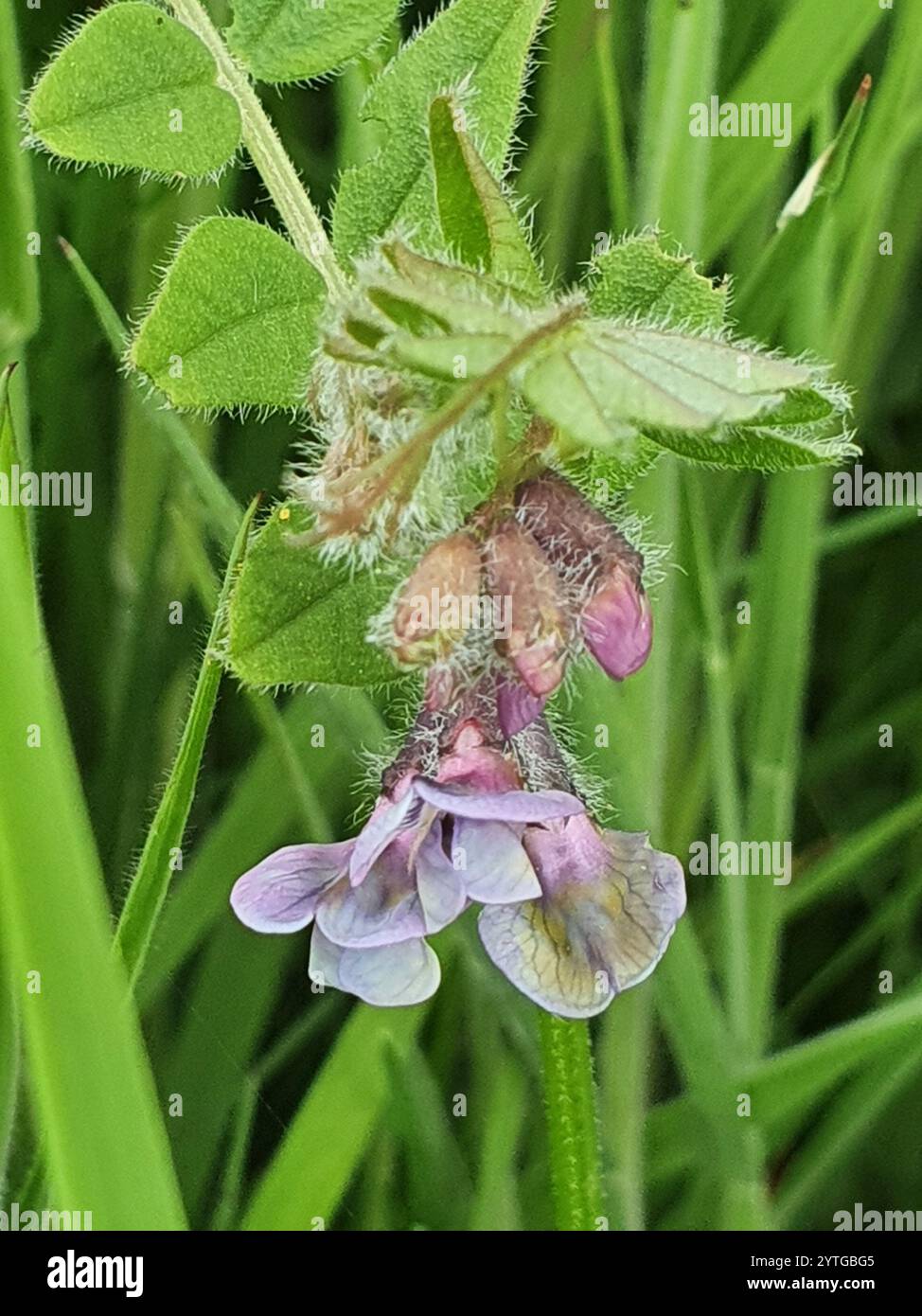 Bush Vetch (Vicia sepium Stock Photo - Alamy