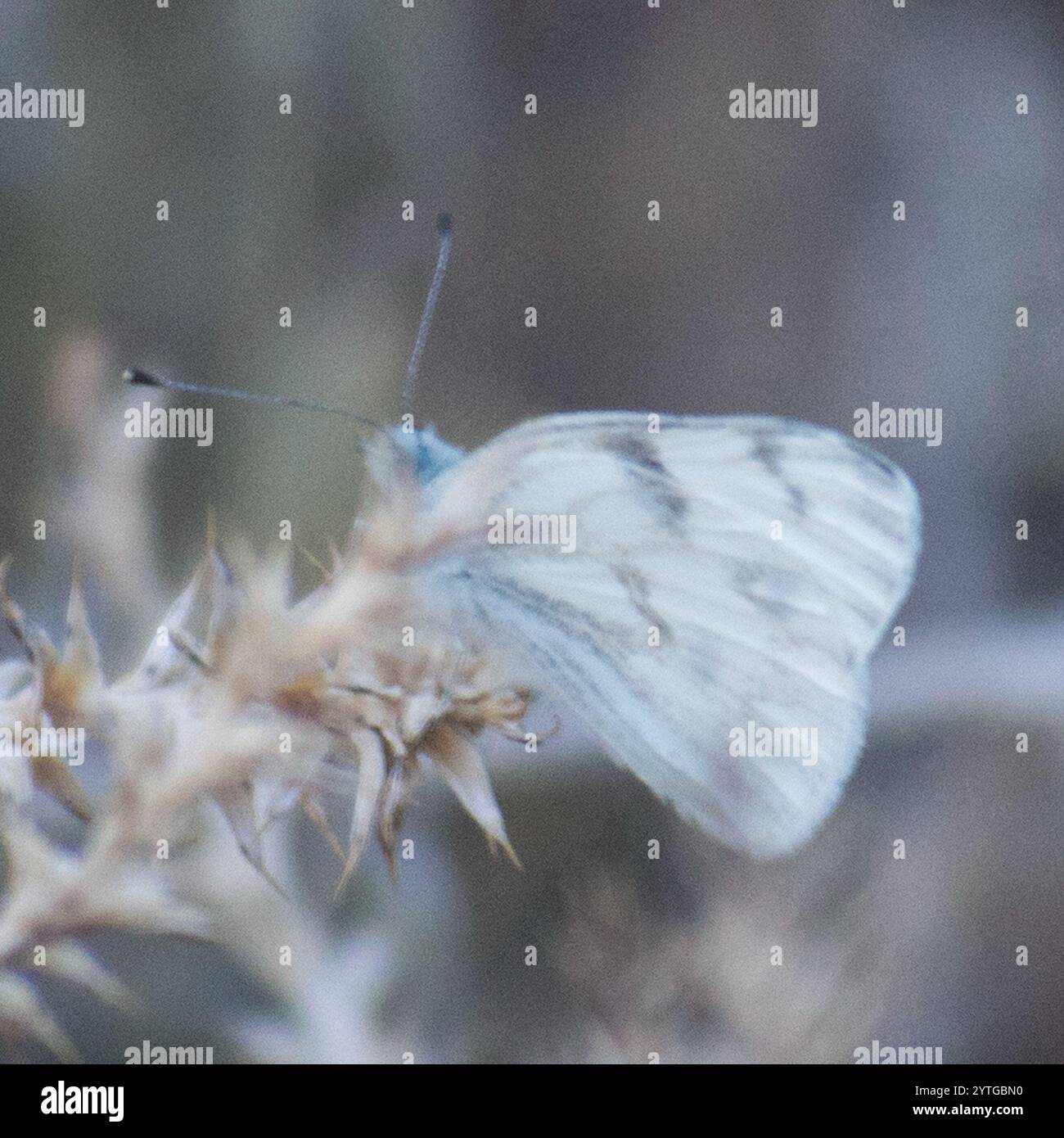 Checkered White (Pontia protodice Stock Photo - Alamy