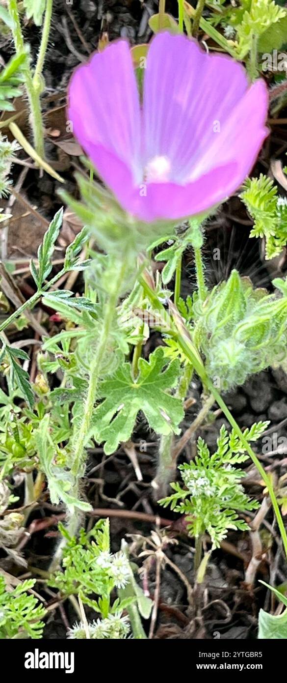 fringed checkerbloom (Sidalcea diploscypha Stock Photo - Alamy