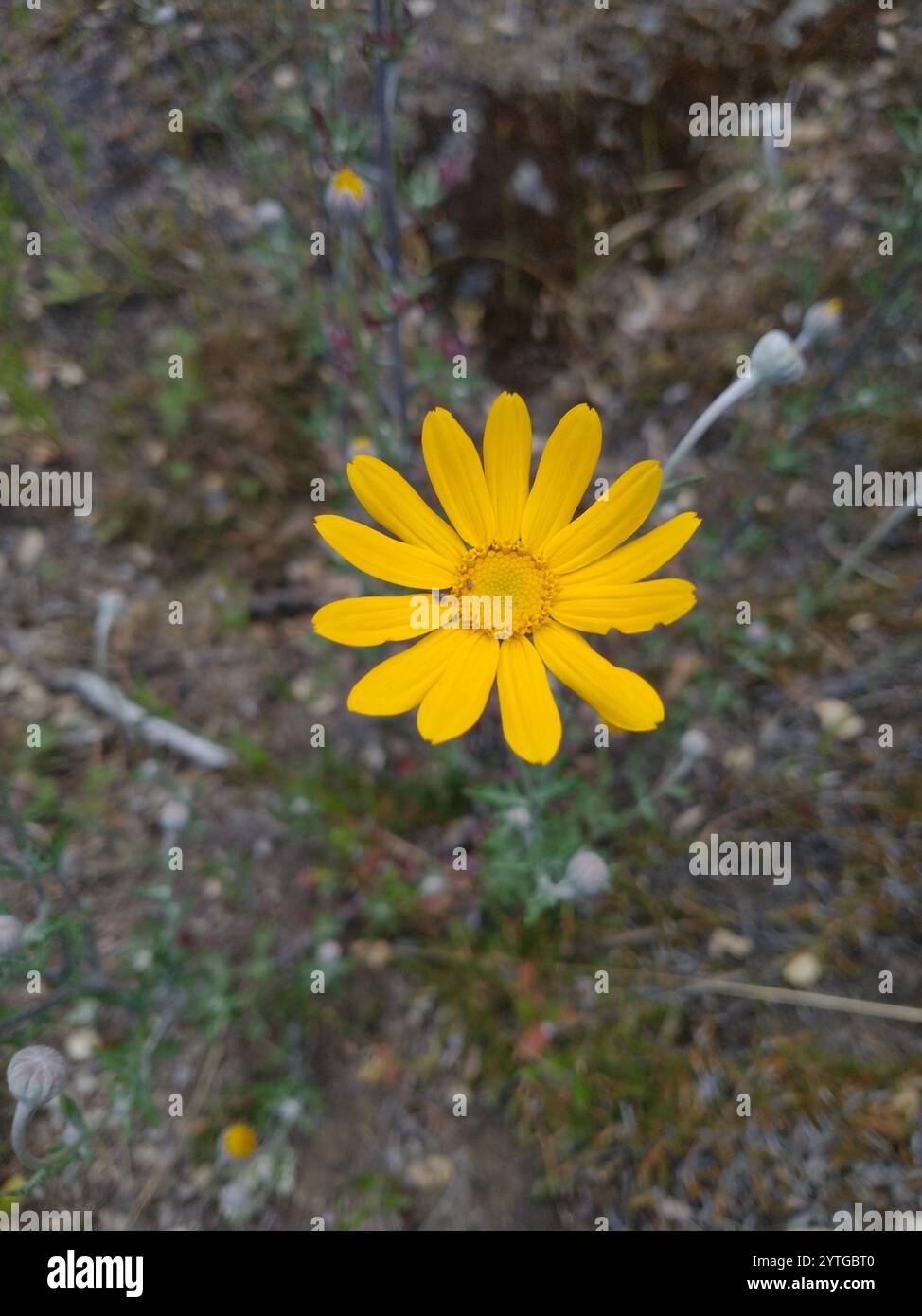 common woolly sunflower (Eriophyllum lanatum Stock Photo - Alamy