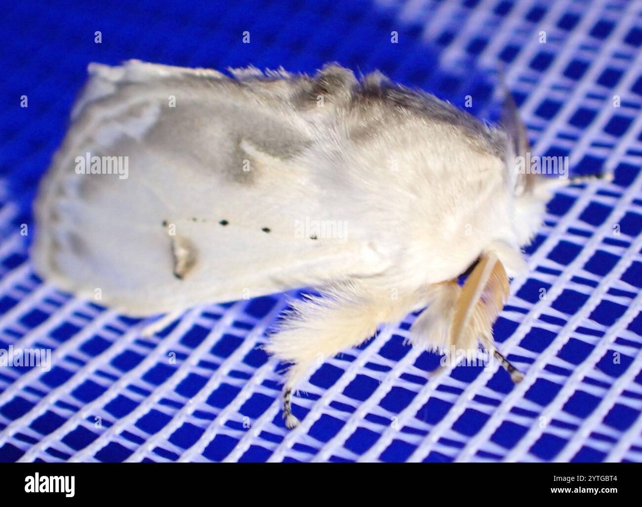 Fig tree moth (Naroma varipes Stock Photo - Alamy