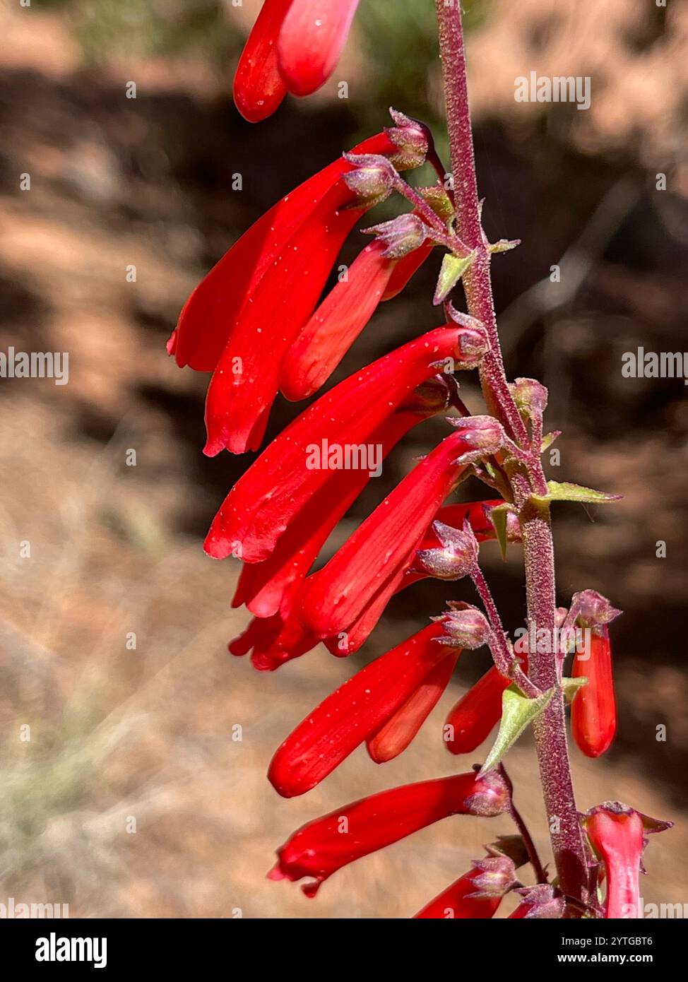 Penstemon eatonii hi-res stock photography and images - Alamy