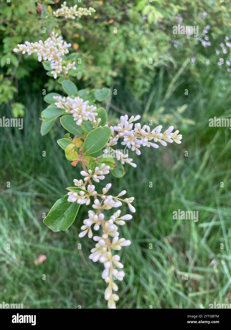 Chinese privet (Ligustrum sinense Stock Photo - Alamy