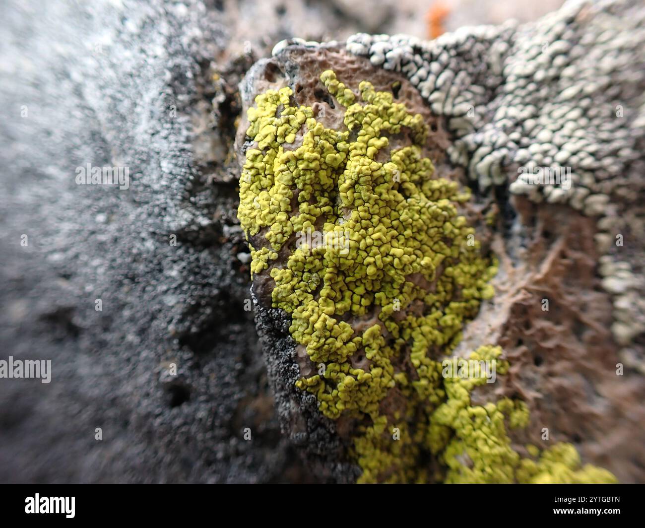 gold cobblestone lichen (Pleopsidium flavum Stock Photo - Alamy