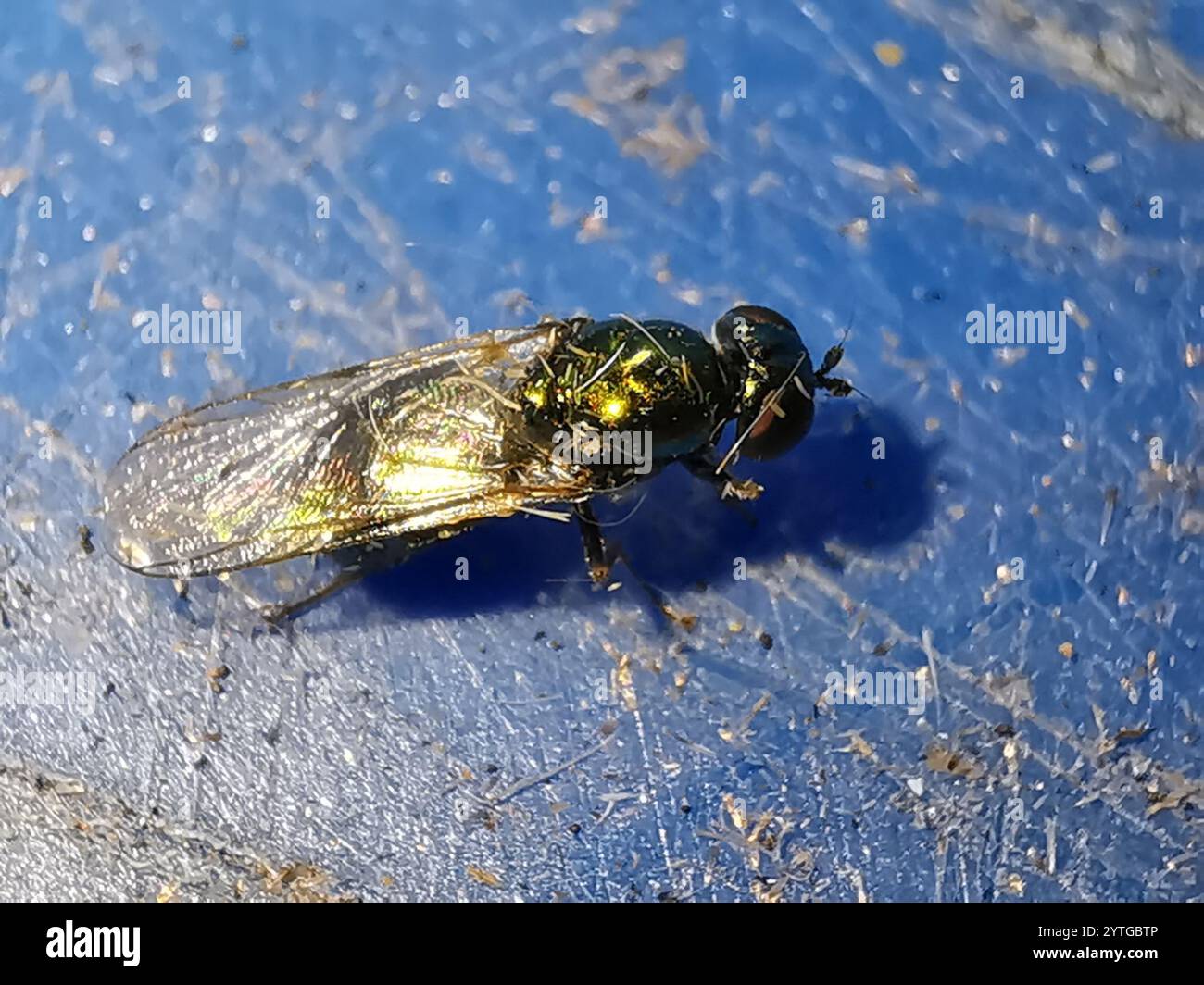 Black-horned Gem Fly (Microchrysa polita Stock Photo - Alamy