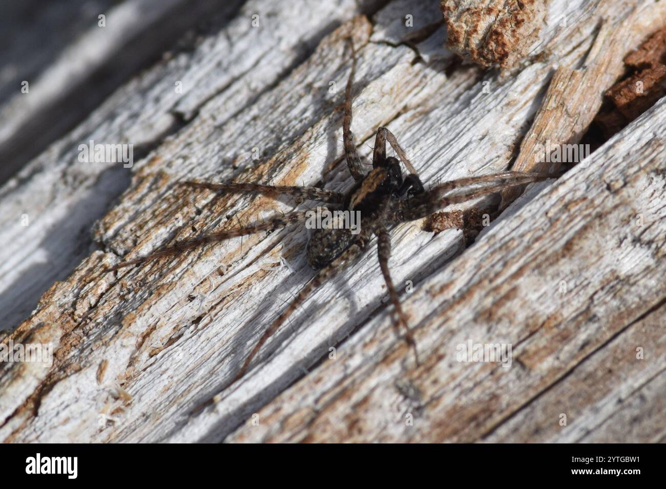 Thin-legged Wolf Spiders (Pardosa Stock Photo - Alamy