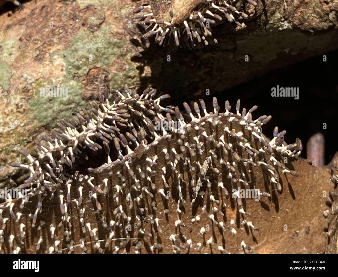 Diachea hi-res stock photography and images - Alamy