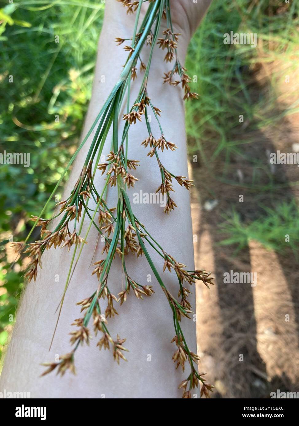 Jamaica swamp sawgrass (Cladium mariscus jamaicense Stock Photo - Alamy