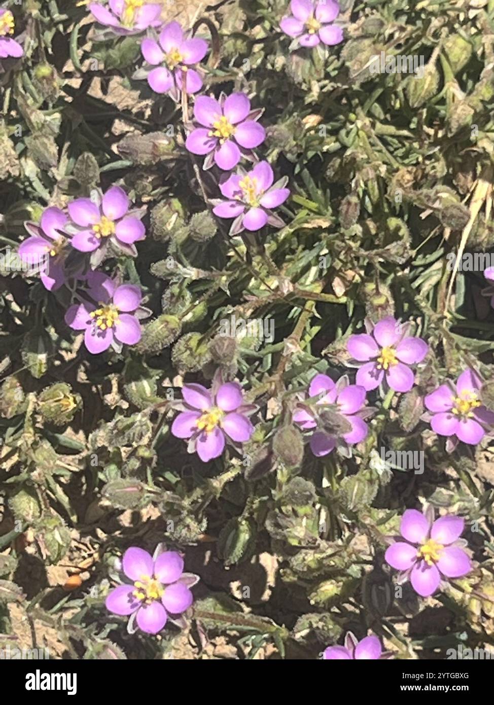 Red Sand Spurrey (Spergularia rubra Stock Photo - Alamy