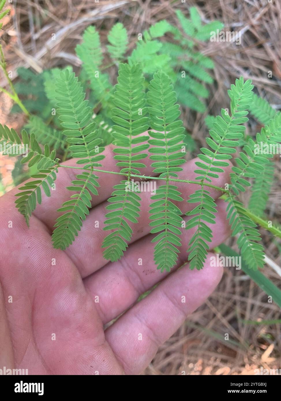 Mimosa nuttallii hi-res stock photography and images - Alamy