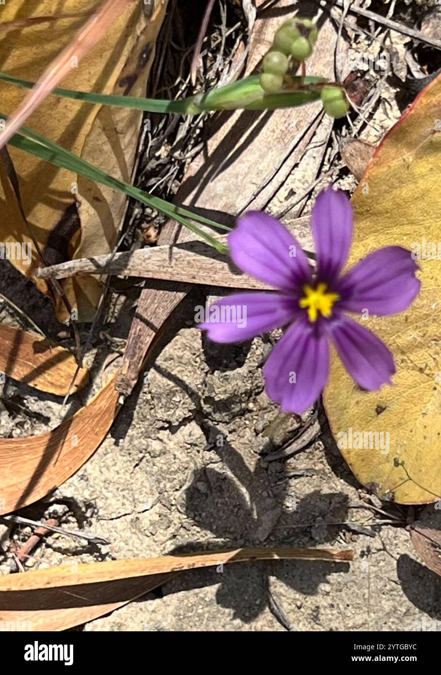western blue-eyed grass (Sisyrinchium bellum Stock Photo - Alamy