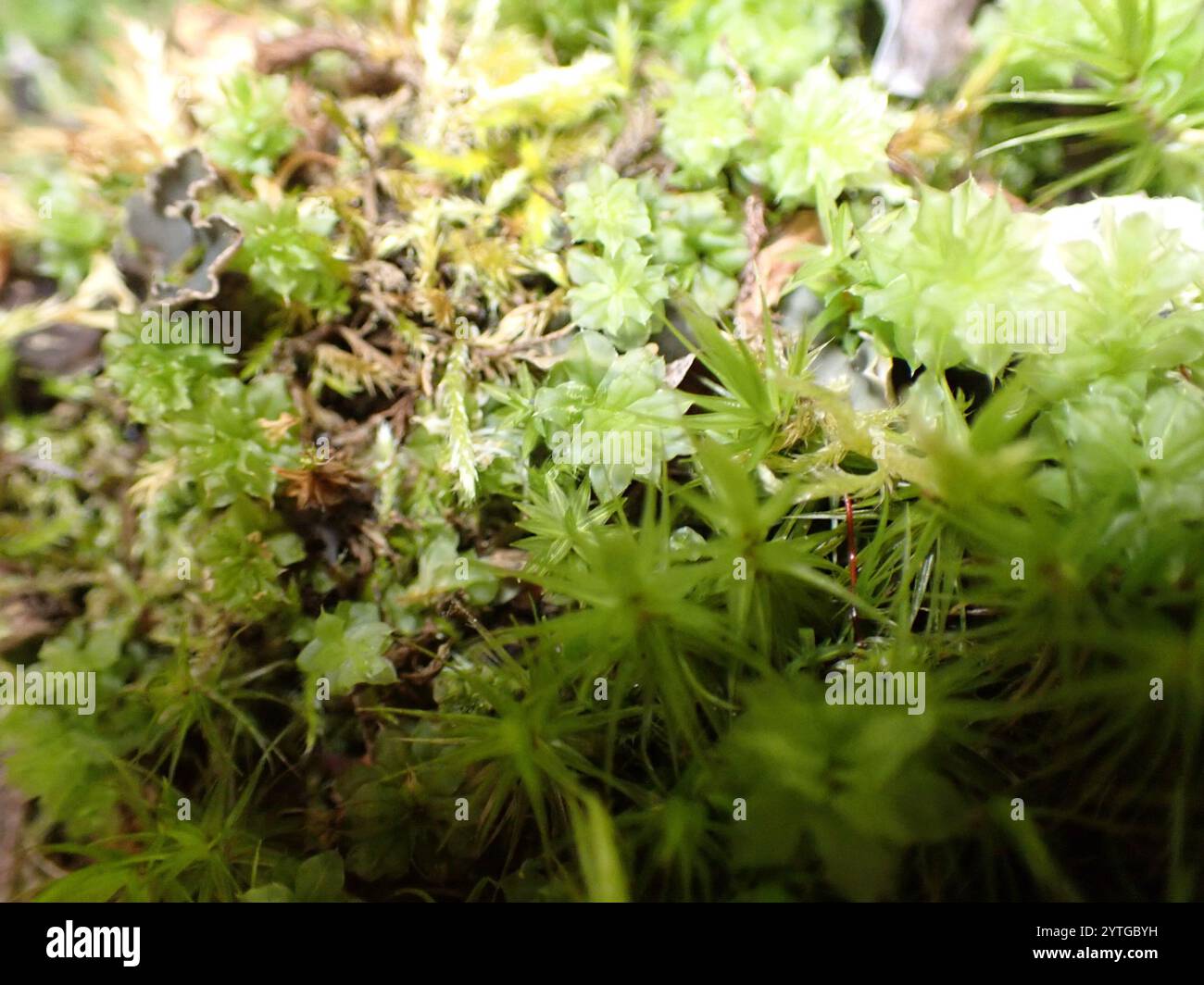 magnificent leafy moss (Plagiomnium venustum Stock Photo - Alamy